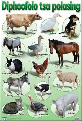 Magrudy.com - Diphoofolo tsa polasing / Farm animals: Wall chart ...
